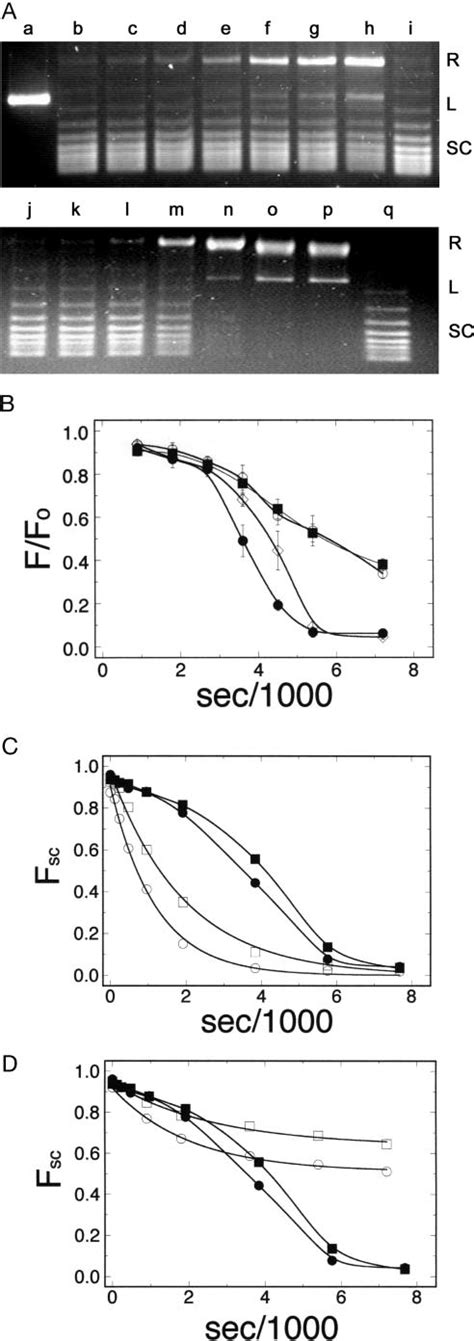 Time Course Of Dna Nicking In The Presence Of Rh 222 Liver And Download Scientific Diagram