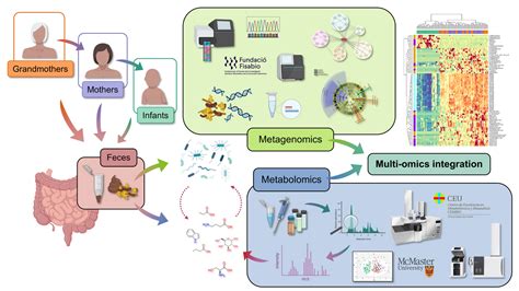 Human Gut Microbiome And Fecal Metabolome A Detailed Description
