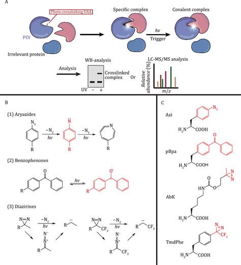 figure 1 from applications of genetic code expansion technology in