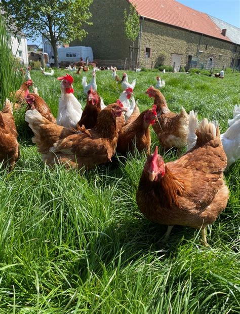 Leons Hof Deele Büderich Digital