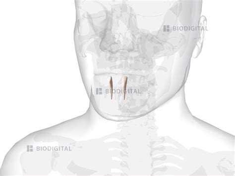 Mandibular Lateral Incisor Biodigital Anatomy
