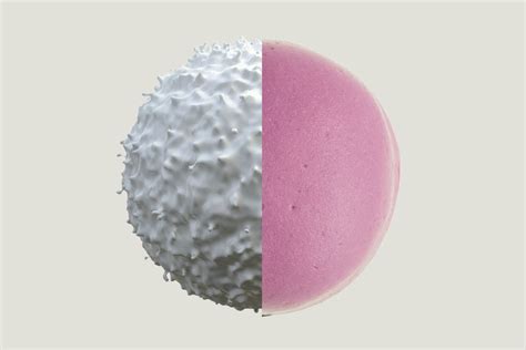 New Study Urolithin A Revitalizes An Aging Immune System Timeline