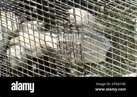 Chicken Farm Poultry Chicken Broilers Eating Grain Raised In A