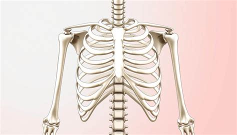 Ile żeber Ma Człowiek Naturahome