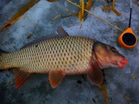 Мирная рыба сазан где обитает интересные факты фото как отличить размеры