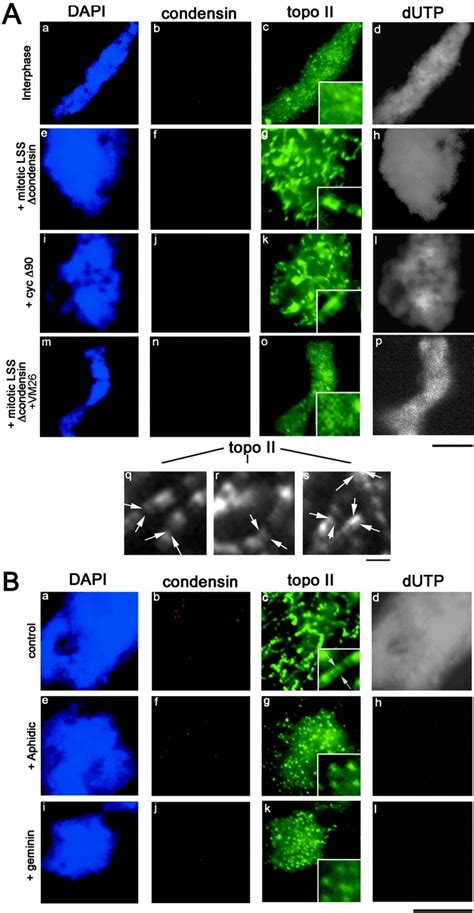 Topo Ii Is Concentrated On Axial Structures In Mitosis Whose Assembly