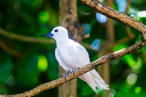 21 Types Of Water Birds That Live In Hawaii 2024 Bird Watching Hq