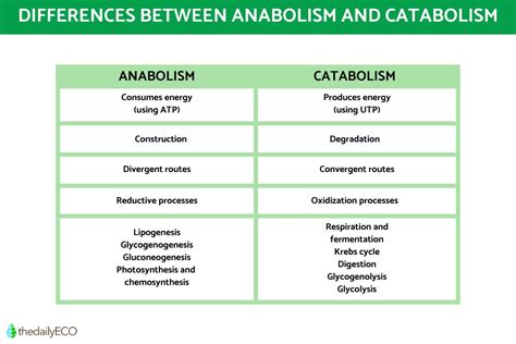 The Difference Between Anabolism And Catabolism Catabolic And
