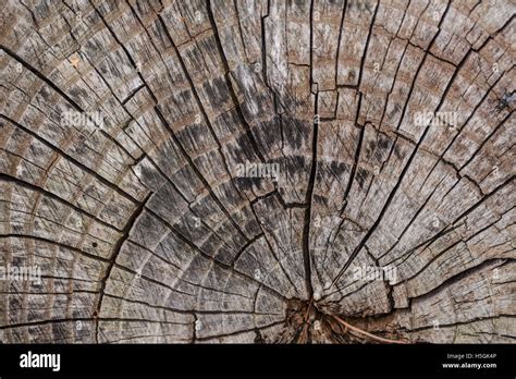 Old Piece Of Broken Trunk Stock Photo Alamy