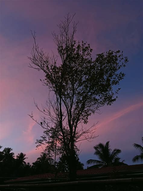 485 Best R Itookapictureph Images On Pholder Bougainvillea Tree