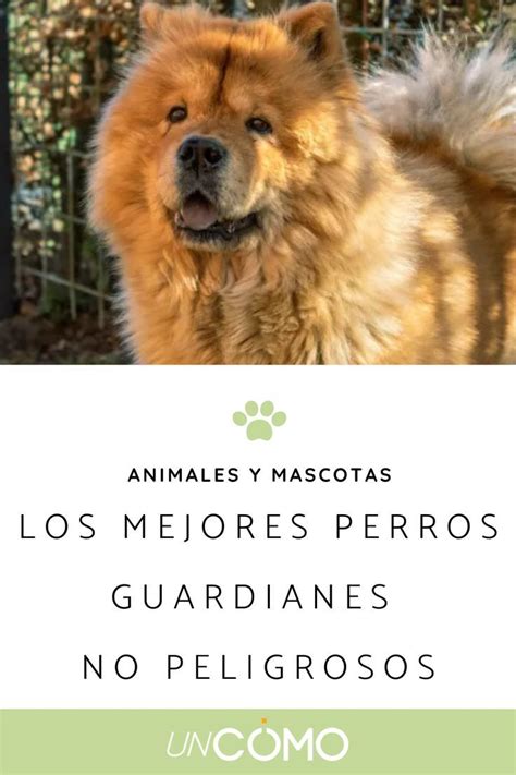 Los Mejores Perros Guardianes No Peligrosos Perros Perros De Compañia Razas De Perros Grandes