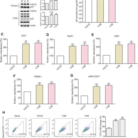 Transduction With Lentiviral Particles Carrying Vsv G Mutant A 293t Download Scientific