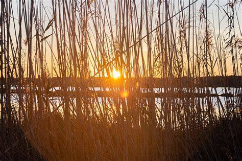 It Dawns In The Wetland And Life Begins To Wake Up On Behance