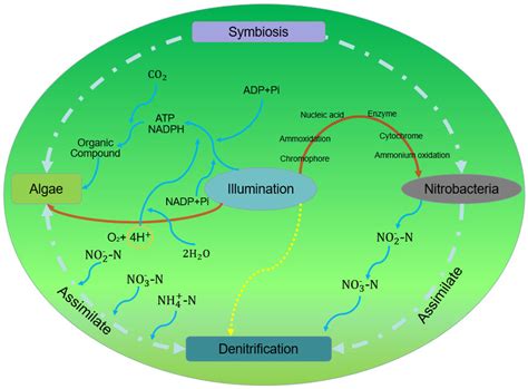 The Effect of Light on Nitrogen Removal by Microalgae-Bacteria Symbiosis System (MBS)
