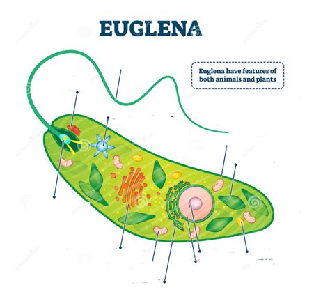 Euglena Diagram Quizlet