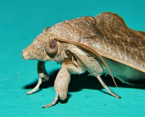 Whitsunday Vampire Moth Calyptra Sp Calpinae Erebidae Noct Flickr