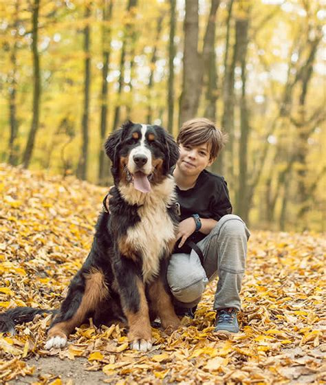 Big Family Dog Breeds | atelier-yuwa.ciao.jp