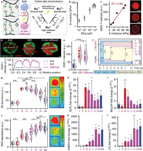 In Situ Tuning Of The Biophysical Properties Of Composite Microtissues