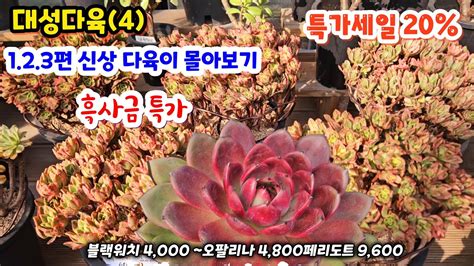 대성다육 4 123편 몰아보기 새로 입고된 예쁜군생 20할인 복분자봉황 흑사금 매금장미 Youtube