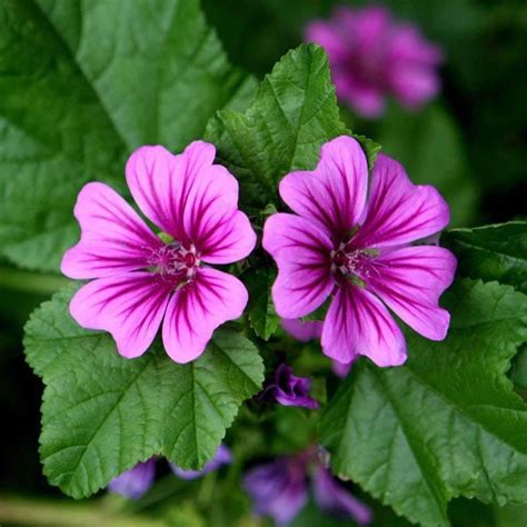 Medicinal Plants For Digestive Disorders Malva Flower Tattoo Designs