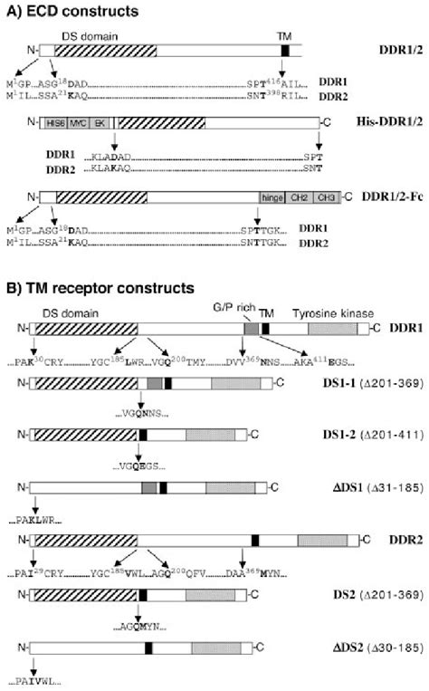 Schematic Representation Of Recombinant Protein Constructs A Ecd