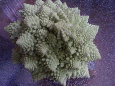 Fibonacci Fibonacci Vegetables Broccoli