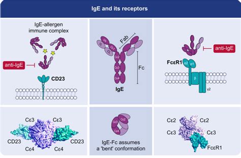The Role Of Allergen‐specific Ige Igg And Iga In Allergic Disease Pmc