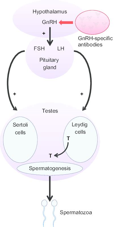 Control Of Male Fertility By Immunization Against Download