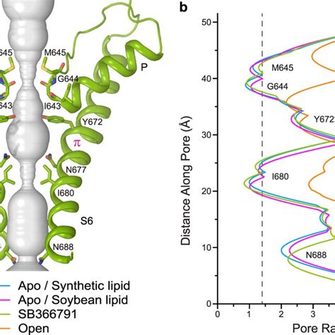 Closed Pore Of Htrpv1apo And Htrpv1sb 366791 Structures A Pore Forming Download Scientific