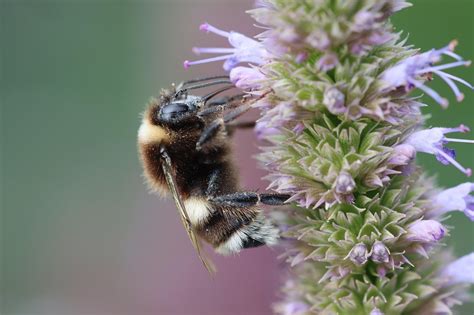 10 000 Free Bug Bumblebee And Bumblebee Images Pixabay