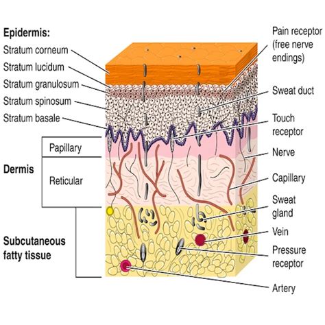 The Three Layer Architecture Of Human Skin Mollenol