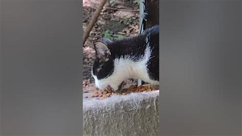 Obe Won Returns Catland Feralcats Cats Youtube