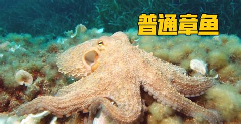 如何用8条手臂完成3907个动作？科学家发现章鱼触手分工腾讯新闻