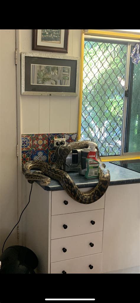 My Toaster Supports Python Rprogrammerhumor