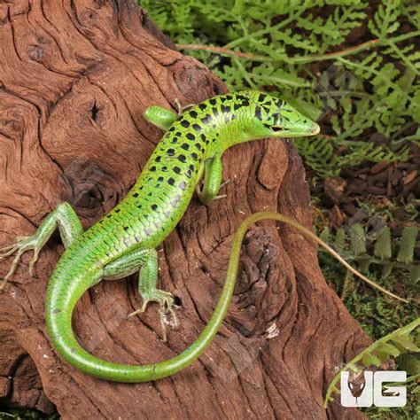 Skinks For Sale Underground Reptiles