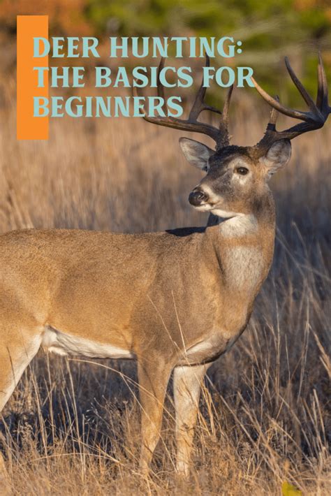 Deer Hunting For Beginners Everything You Need To Know Before Your