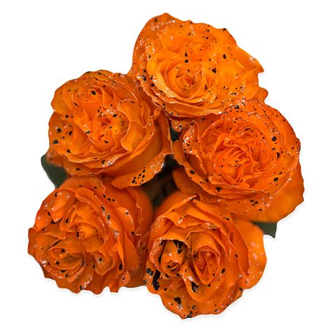Pumpkin Picasso Roses Flower Explosion