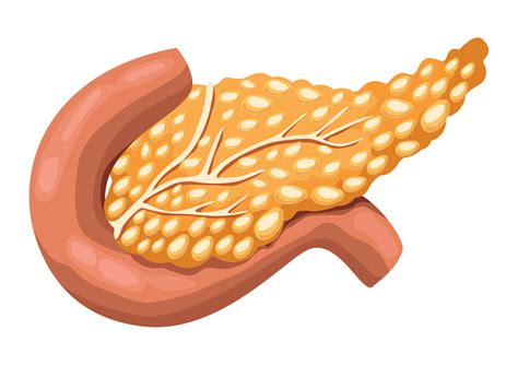 Pancreas Realistic Human Organ 10521134 Vector Art At Vecteezy