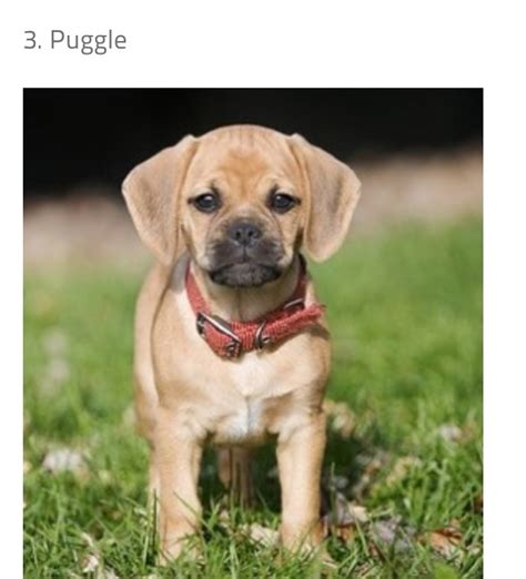 Puggle Beaglepug Mix Puggle Puppies Puggle Dogs Very Cute Puppies