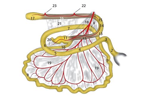 Dünndarm Intestinum Tenue Diagram Quizlet