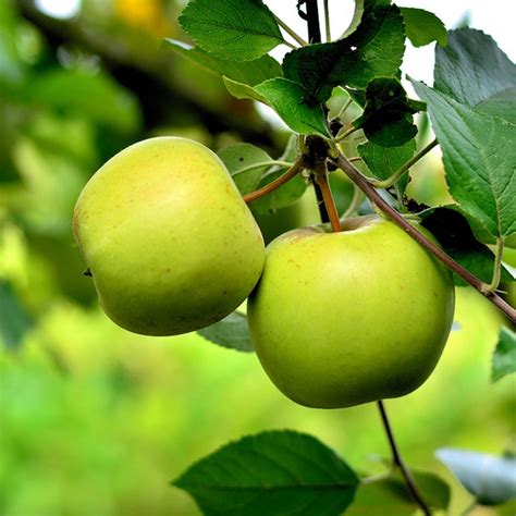 Green Apple – A&V Sakaj – Fruit and Vegetable Export from Albania