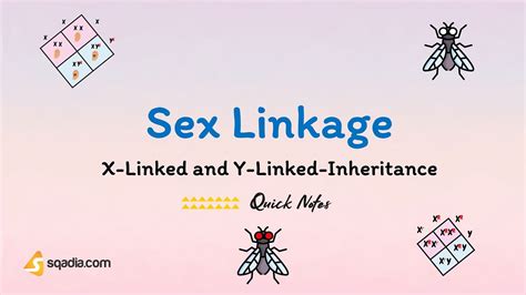 X Linked And Y Linked Inheritance Sex Linkage Youtube