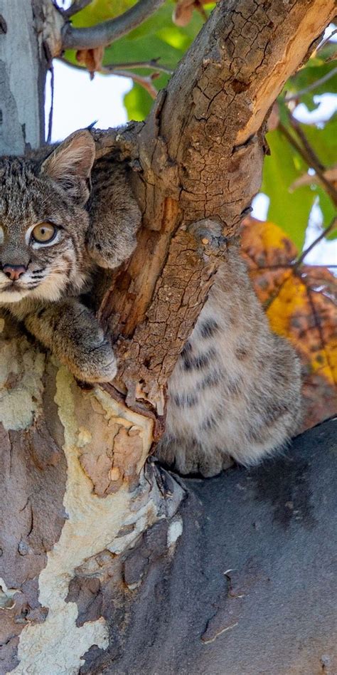 Завантажити шпалери на робочий стіл ПК Коти Тварина Рись безкоштовно 488118