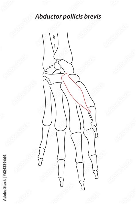 Line Drawing Line Brevis Doctor Learning Science Hand Anatomy Annotations Arm Biology