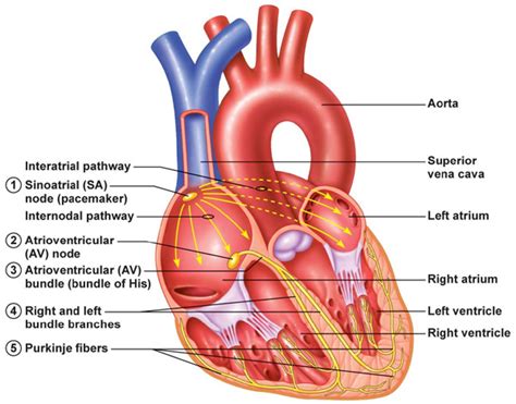 Electrical Signals Of The Heart