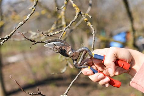 Pruning Of Trees With Secateurs In The Garden Stock Image Image Of