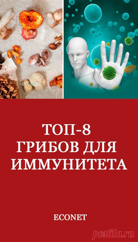 ТОП-8 грибов для иммунитета Лекарственные грибы помогают в защите от ...