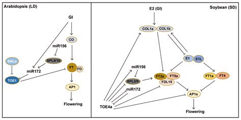 Ijms Free Full Text Molecular Genetic Understanding Of Photoperiodic Regulation Of Flowering