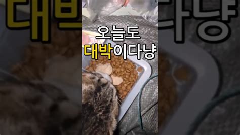 혹한속 길고양이 살아남기 Youtube