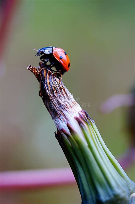 Nice Flying Insect Dragonfly Odonata Stock Image Image Of Pest